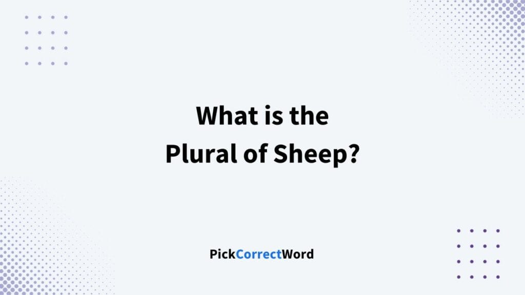 What Is The Plural Of Sheep?